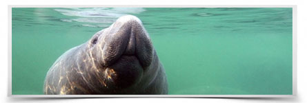 North 3030 | East Wind Condos in Ponce Inlet Florida